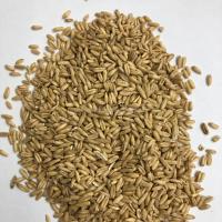 China Grain Oat Color Sorting Machine For Barley Wheat for sale