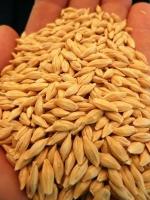 China CCD Barley Wheat Sorter Machine High Capacity Easy Operated for sale