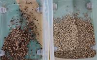 China Automatic Beans Color Sorter Coffee Beans Sorting Machine Multi-functional Separator for Soybeans Lentils Chickpeas for sale