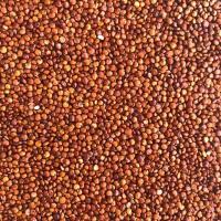China 100 Tons Per Day High Quality CCD Optical Multipurpose Color Sorter Machine for sale
