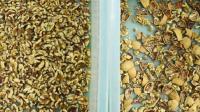 China Automatic Nut Peanut Coffee Beans Sorting Machine 32 Channels for sale
