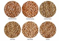 China CCD Camera Sesame Seeds Wheat Sorting Machine for sale