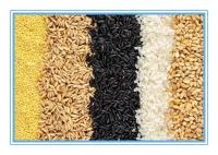 China CCD Camera Sesame Seeds Wheat Sorting Machine for sale