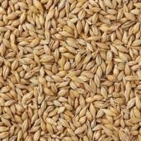 China Factory Direct Selling Low Sumption High Capacity Wheat Grain Color Sorter Machine for sale