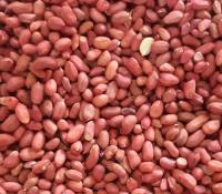 China WENYAO CCD LED Lights Nuts Peanuts Color Sorter Machine For Food Plant for sale