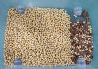 China 5 Chutes Nuts Color Sorter with Japan Toshiba CCD Sensor and ≥99.99% Accuracy for Peeled Peanut Almond Walnut Raisin for sale