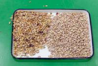 China 5 Chutes Nuts Color Sorter with Japan Toshiba CCD Sensor and ≥99.99% Accuracy for Peeled Peanut Almond Walnut Raisin for sale