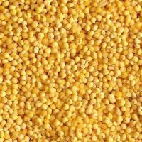 China WENYAO 6 Chutes 384 Channels CCD Optical High Capacity Millet Color Sorting Machine for sale