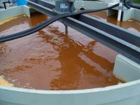 China Cationic Polyacrylamide PAM Flocculant for Heat Resistant and Salt Tolerant Wastewater Treatment for sale