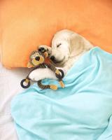 China Eco-Friendly Squeaky Octopus Dog Toy No Stuffing Plush Puppy Chew for sale