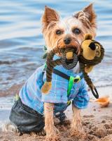 China Eco-Friendly Squeaky Octopus Dog Toy No Stuffing Plush Puppy Chew for sale