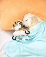 China Eco-Friendly Cow Plush Dog Toy for Chewing and Play for sale