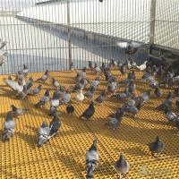 China Open Area 40% 80% FRP Livestock Grating for Poultry Bird Pigeon Flooring Solution for sale