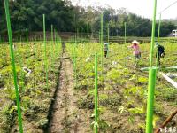 China High Strength Flexible FRP Garden Stakes 6.9mm-51mm for Greenhouse Support Pole for sale