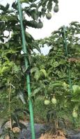 China Sharp End Anti-Aging FRP Tree Support Pole for Smooth Plant Stick as Requirement for sale