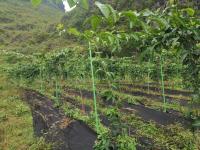 China Customizable FRP Tube Post 6.9mm to 51mm for Greenhouse Orchard Tree Support for sale