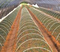 China Smooth FRP GFRP Fiberglass Rod 6.9mm to 51mm Diameter for Agricultural Tunnel Support for sale