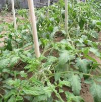 China High Strength Fiberglass Plant Stakes 6.9mm to 51mm Diameter for Tomato Trees and Beans for sale