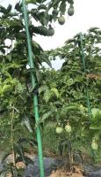 China FRP Vineyard Support Poles 1m to 11.6m Length Pultruded Fiberglass Rods for Vineyard for sale
