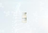 China RNA/DNA Extraction Proteinase K EDTA Buffer for PCR (100mg) for sale