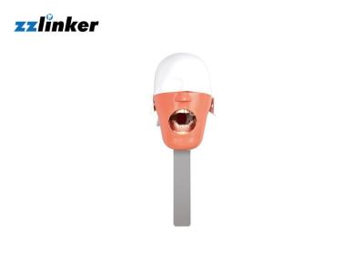 China Practicing Dental Simple Teaching Phantom Head for Clinic School Exhibition for sale