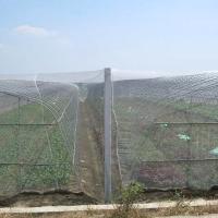 China HDPE Anti Insect Screen Greenhouse Agricultural Protect Insect Proof Mesh Fine Mesh Net Sustainable Plastic Type HDPE for sale