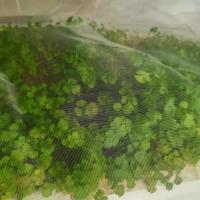 China TRAPS Plastic Garden Netting for Plants Pest Barrier Fly Bug Bird Insect-Proof Screens Protect Fruits Flowers Vegetables for sale