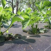 China Protecting PP Woven Membrane PE Ground Cover Mesh Weed Mat Roll Anti Grass Weed  Mulch Film for sale
