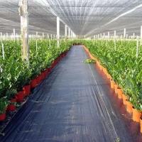 China Protecting PP Woven Membrane PE Ground Cover Mesh Weed Mat Roll Anti Grass Weed  Mulch Film for sale