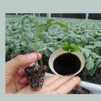 China Amino Acid Chelated Cu Fe Zn Mn B Mu Liquid Fertilizer 600-800x Foliar Spray for sale