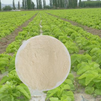 China Chelated Calcium Magnesium Organic Foliar Spray Fertilizer 15% Ca+Mg Content for Extended Fruit Shelf Life for sale