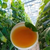 China 50% Enzymolysis Amino Acid Organic Liquid Fertilizer with 8% Organic Nitrogen for Enhanced Crop Yield for sale