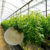 China OMRI Listed Soy Protein Hydrolysate Organic Fertilizer with 85% Amino Acids and 16-0-0 NPK Ratio for sale