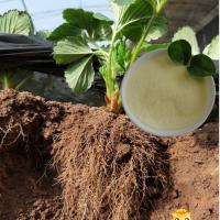 China Amino Acid Powder Fertilizer Nitrogen 14 Plant Growth Enhancer Biostimulant Organic 90% for sale