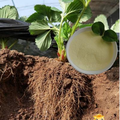 China Amino Acid Powder Fertilizer Nitrogen 14 Plant Growth Enhancer Biostimulant Organic 90% for sale