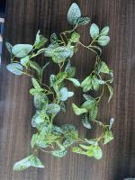 China Artificial plants for sale