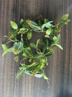 China Artificial plants for sale