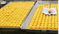 China 180KG 0.75KW Food Coating Machine For Sticky Dough for sale
