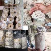 China Tear Resistant Strong Durable Fungus Mycelium Cultivation Growing Mushroom Grow Grain Spawn Bags for sale