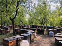 China Jujube Sidr Pure Raw Honey Organic Natural Bee Honey Dark Amber Color for sale