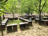 China Wholesale Natural Bee Honey Sidr Honey 100% Natural Bee Products from China for sale