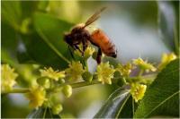 China 100% Organic Sidr Honey HALAL Mature Fresh Yemen Honey With No Additive for sale