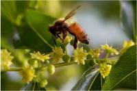 China 100% Pure Natural Sidr Honey Light Amber 35kg Bucket for sale