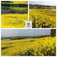 China Pure Natural Rapeseed Pollen 25kg Carton for Human Consumption for sale