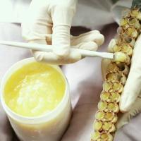 China 10-HDA 1.8% Organic Fresh Royal Jelly 100% Pure for sale