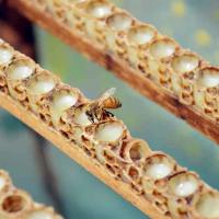 China 10-HDA 1.8% Organic Fresh Royal Jelly 100% Pure for sale
