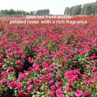 China BEESTAR Portable Rose Honey Water With 24 Months Shelf Life And 50% Brix For Daily Consumption for sale
