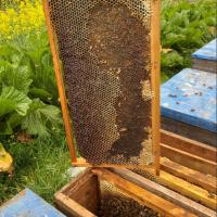 China Full Automatic 3-piece Beeswax Machine for Adjustable Size Comb Foundation Sheets for sale