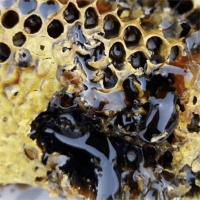 China Beestar Bulk Raw Black Honey 100% Pure No Additives Natural Buckwheat Honey with 18% Moisture for sale
