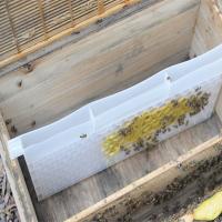 China Food Grade Bee Hive Equipment 49*43.8*22.3cm Honey Bee Feeder Multi Function for sale
